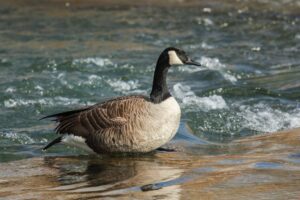 The Secret Lives Of Geese - The Amazing Waterfowl Species