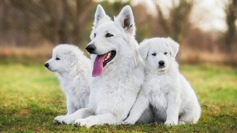 White German Shepherd – Info, Pictures, Facts, And Care
