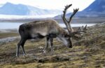 Reindeer – Information & Facts About These Majestic Animals