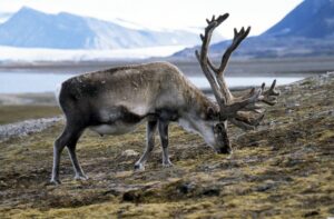 Reindeer – Information & Facts About These Majestic Animals