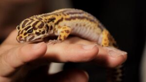 Gecko - The Colorful, Unique Reptile | Types, Diet, And More