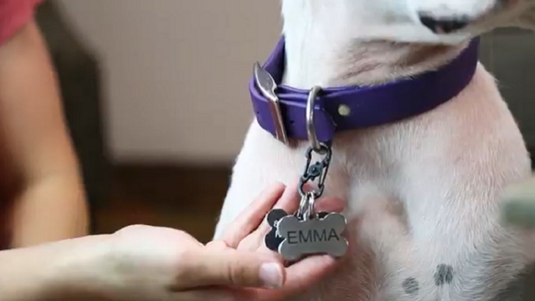 How To Put Dog Tags On Collar - Complete Guide-WAF