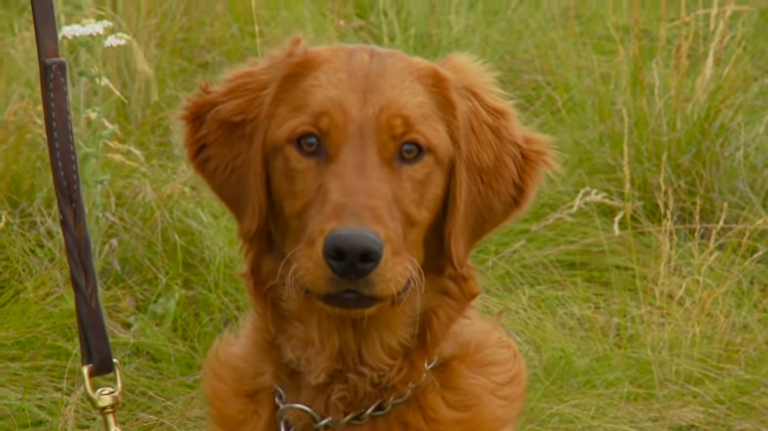 How To Put A Choke Collar On Your Dog-Complete Guide-WAF