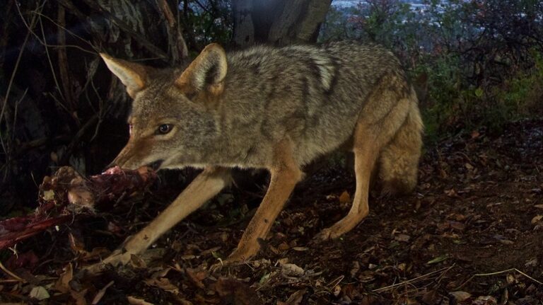 Coyote Animal Facts - Species, Behavior & Habitat.