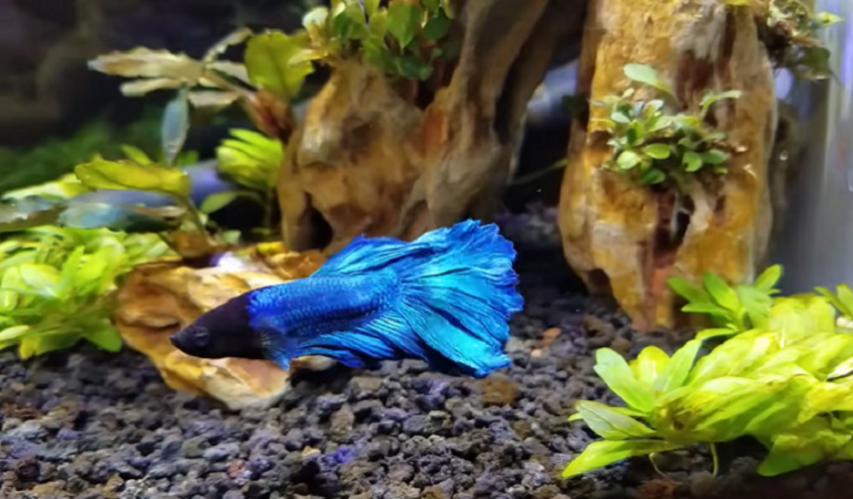 Betta Fish Laying On Bottom Of Tank - All Reasons Explained