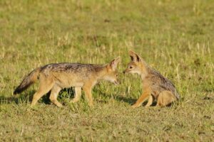 Jackals - Animal Profile (Description, Habitat, & Facts)