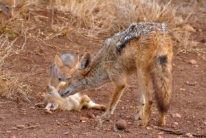 Jackals - Animal Profile (Description, Habitat, & Facts)