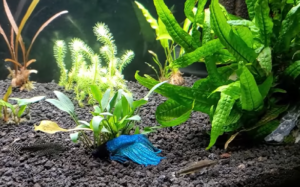 Betta Fish Laying On Bottom Of Tank - All Reasons Explained