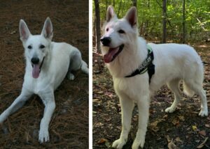 White German Shepherd – Info, Pictures, Facts, And Care