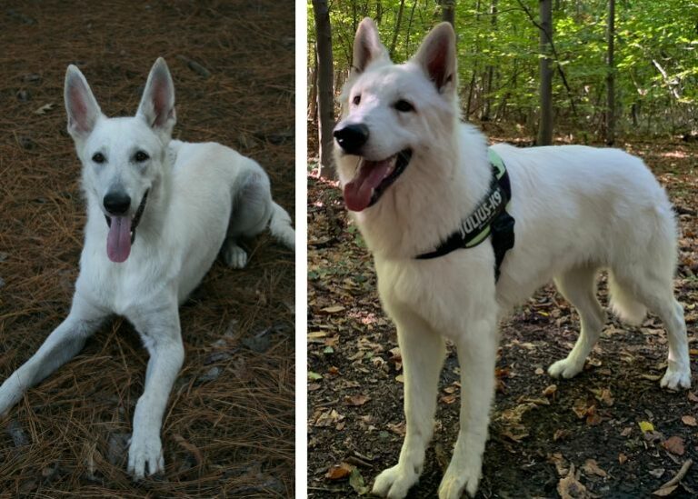 White German Shepherd – Info, Pictures, Facts, And Care