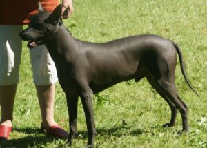 Xoloitzcuintli Dog - Facts, History & Breed Information