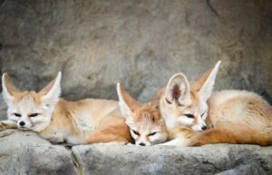 Fennec Fox – All You Need To Know About This Exotic Animal