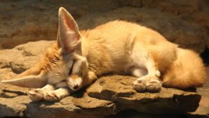 Fennec Fox – All You Need To Know About This Exotic Animal