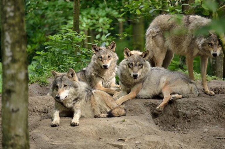 Coyote Animal Facts - Species, Behavior & Habitat.