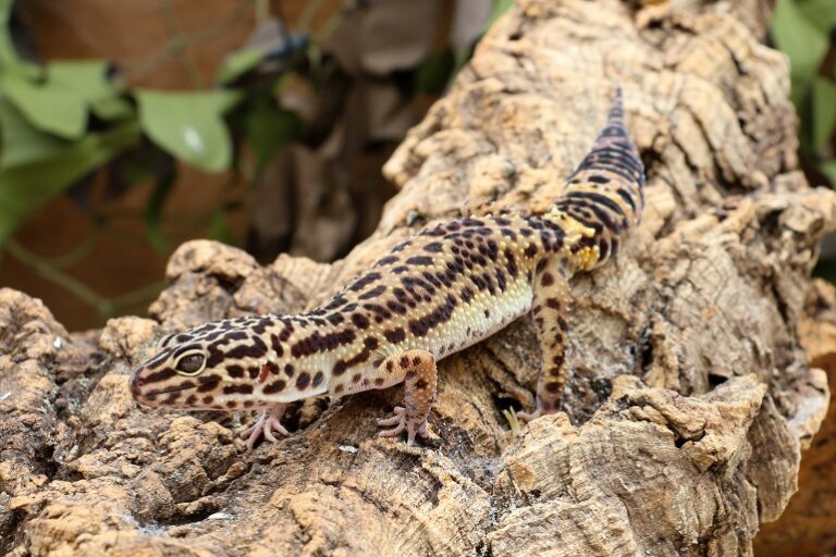 Gecko - The Colorful, Unique Reptile | Types, Diet, And More