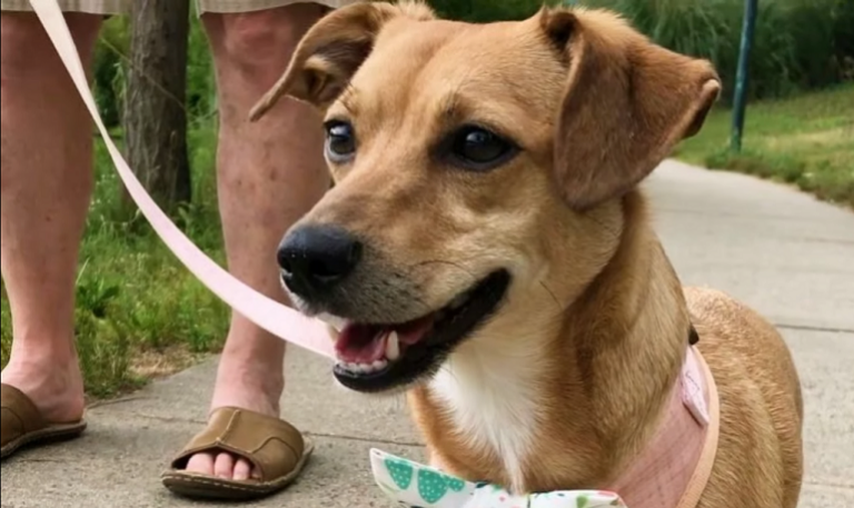 Chiweenie Dog - Personality Traits And Breed Information