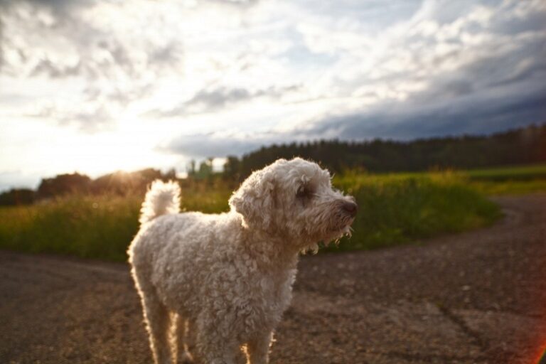 Toy Poodle | Adorable, Graceful, and Loyal - WAF