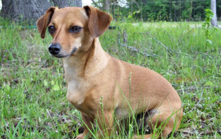 Chiweenie Dog - Personality Traits And Breed Information