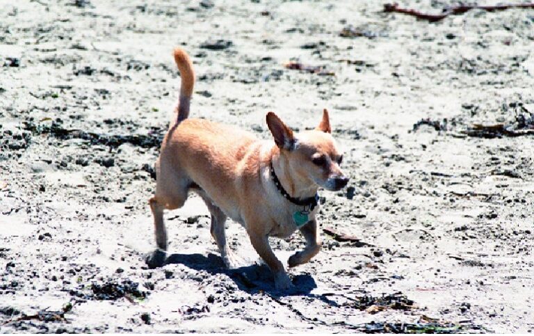 Chiweenie Dog - Personality Traits And Breed Information