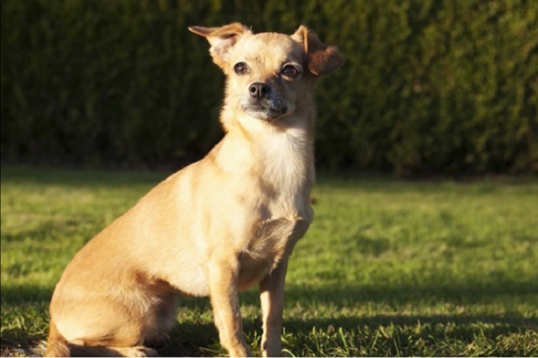 Chiweenie Dog - Personality Traits And Breed Information