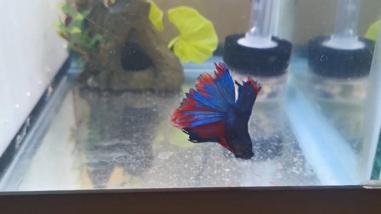 Betta Fish Laying On Bottom Of Tank - All Reasons Explained