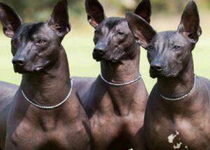 Xoloitzcuintli Dog - Facts, History & Breed Information