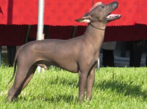 Xoloitzcuintli Dog - Facts, History & Breed Information