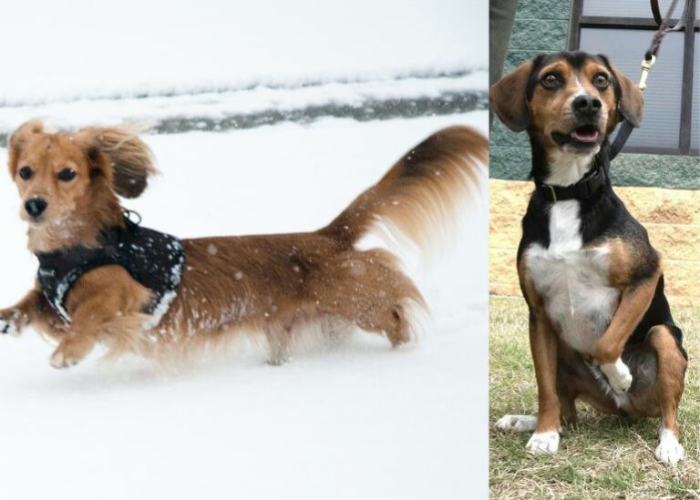 Chiweenie Dog - Personality Traits And Breed Information