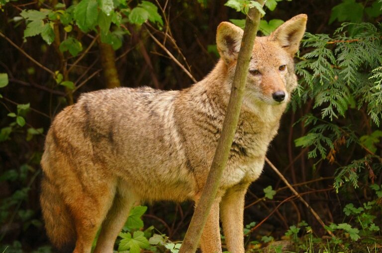 Coyote Animal Facts - Species, Behavior & Habitat.