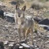 Coyote Animal Facts - Species, Behavior & Habitat.