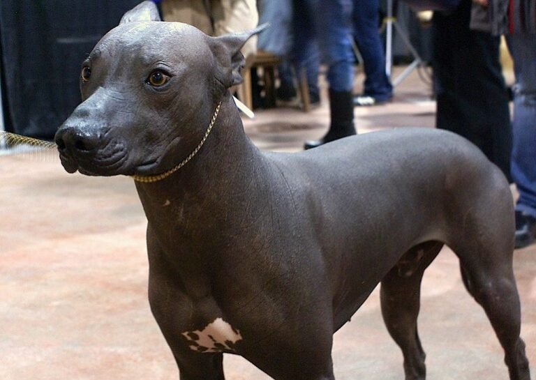 Xoloitzcuintli Dog - Facts, History & Breed Information