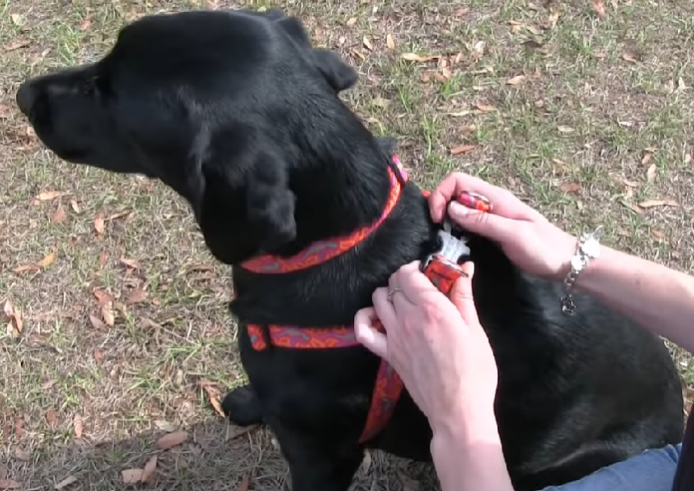 How To Put On A Dog Harness? All You Need To Know - WAF