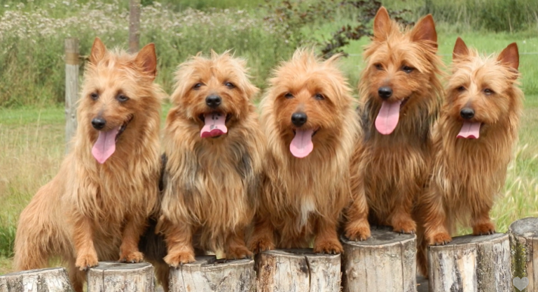 Australian Terrier - (Complete Breed Information)