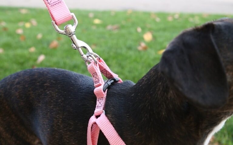 How To Put On A Dog Harness? All You Need To Know - WAF