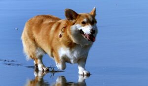 Pembroke Welsh Corgi - Adorable, Graceful, and Loyal