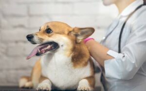 Pembroke Welsh Corgi – History, Traits, Health, And Care