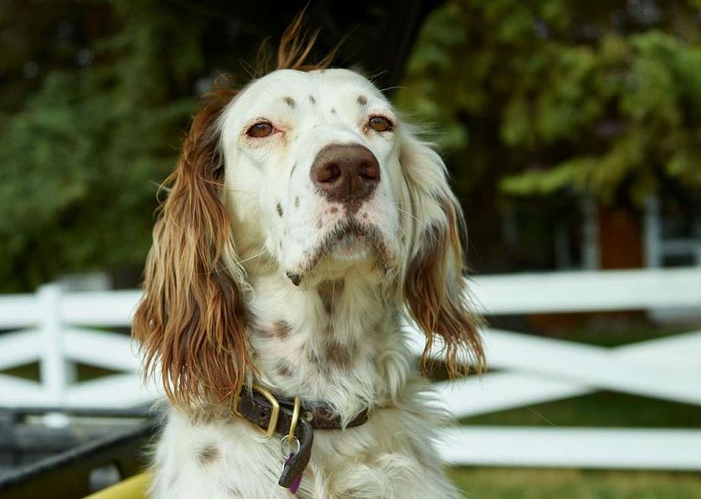 English Setter Brown And White