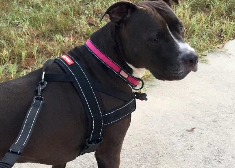 The 9 Best Dog Training Leashes, According To Trainers