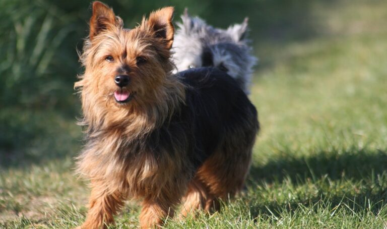Australian Terrier - (Complete Breed Information)