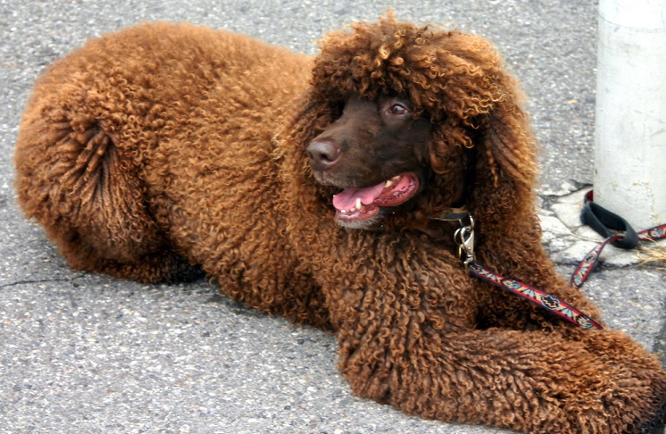 Irish Water Spaniel | Facts, History, Personality, and Care