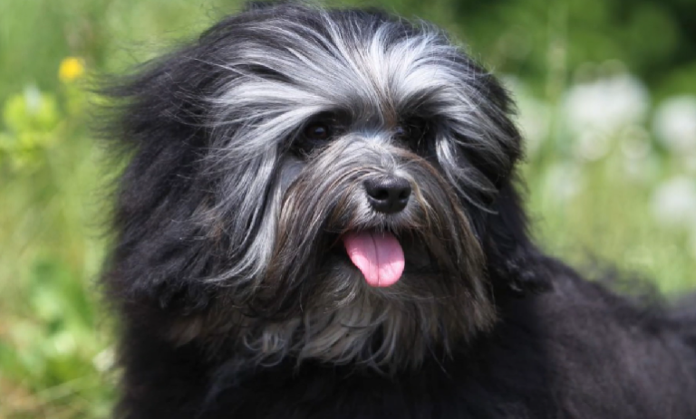 Lowchen Dog Breed Facts - Everything You Need to Know!