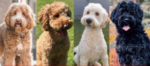 Mini Labradoodle Dog Breed Complete Information
