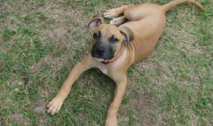 Mountain Cur | Facts, Health and Care | WAF