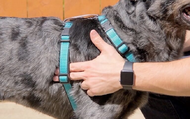 How To Measure A Dog For A Harness- Complete Guide - WAF