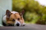 Pembroke Welsh Corgi – History, Traits, Health, And Care