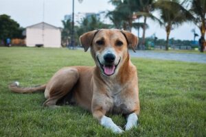 Mountain Cur | Facts, Health and Care | WAF