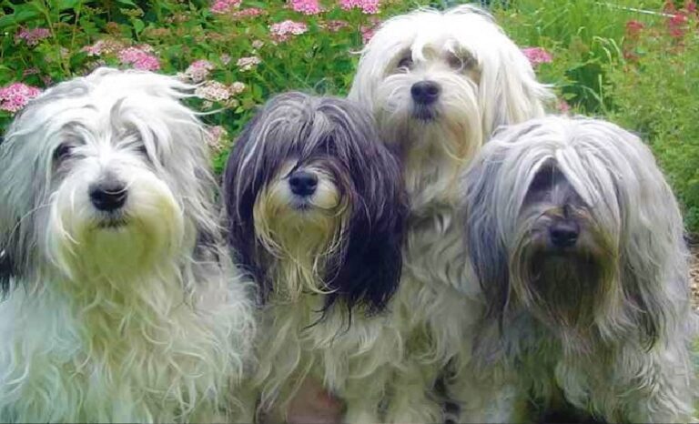 Lowchen - All About The Adorable Little Lion Dog