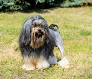 Lowchen - All About The Adorable Little Lion Dog