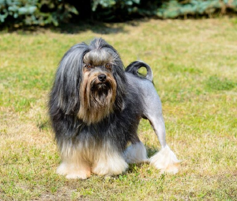 Lowchen - All About The Adorable Little Lion Dog