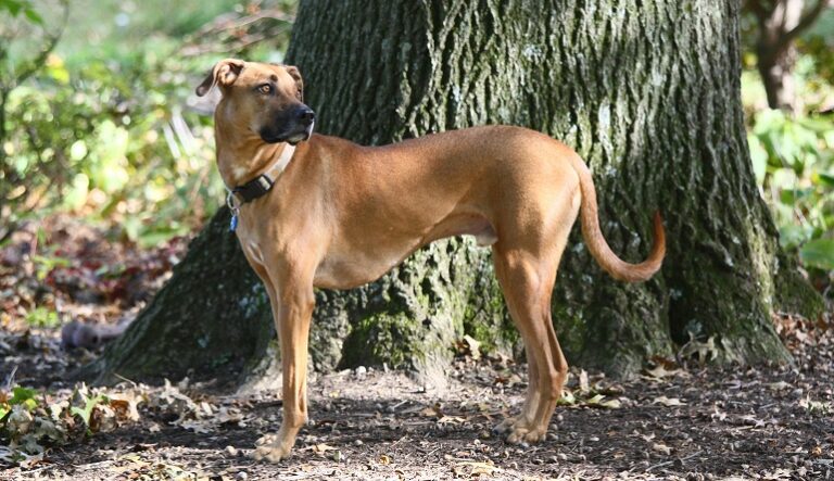 Mountain Cur | Facts, Health and Care | WAF